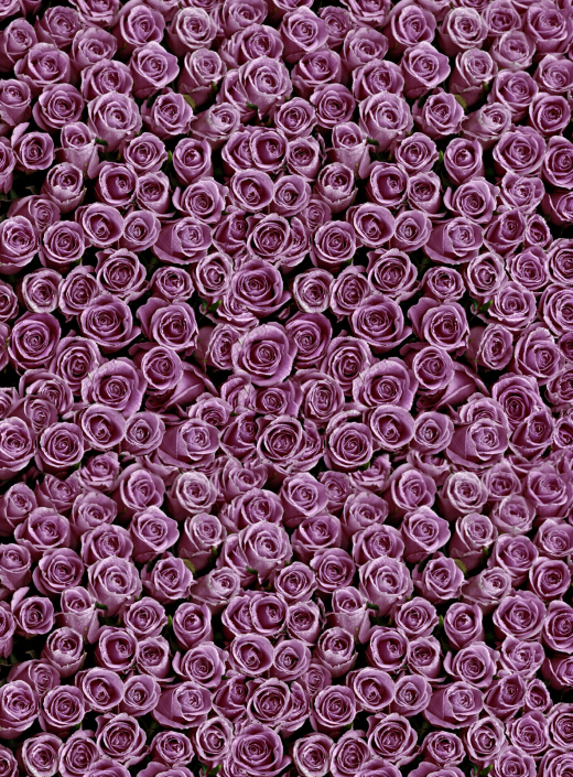 Roses Purple Vinyl Photography Backdrop For Studios – Frank Doorhof