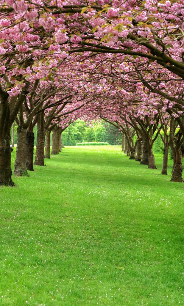 Blossom Tree Path Vinyl Photography Backdrop For Studios - Frank Doorhof